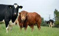 ICBF Stock Bull Finder - Irish Limousin
