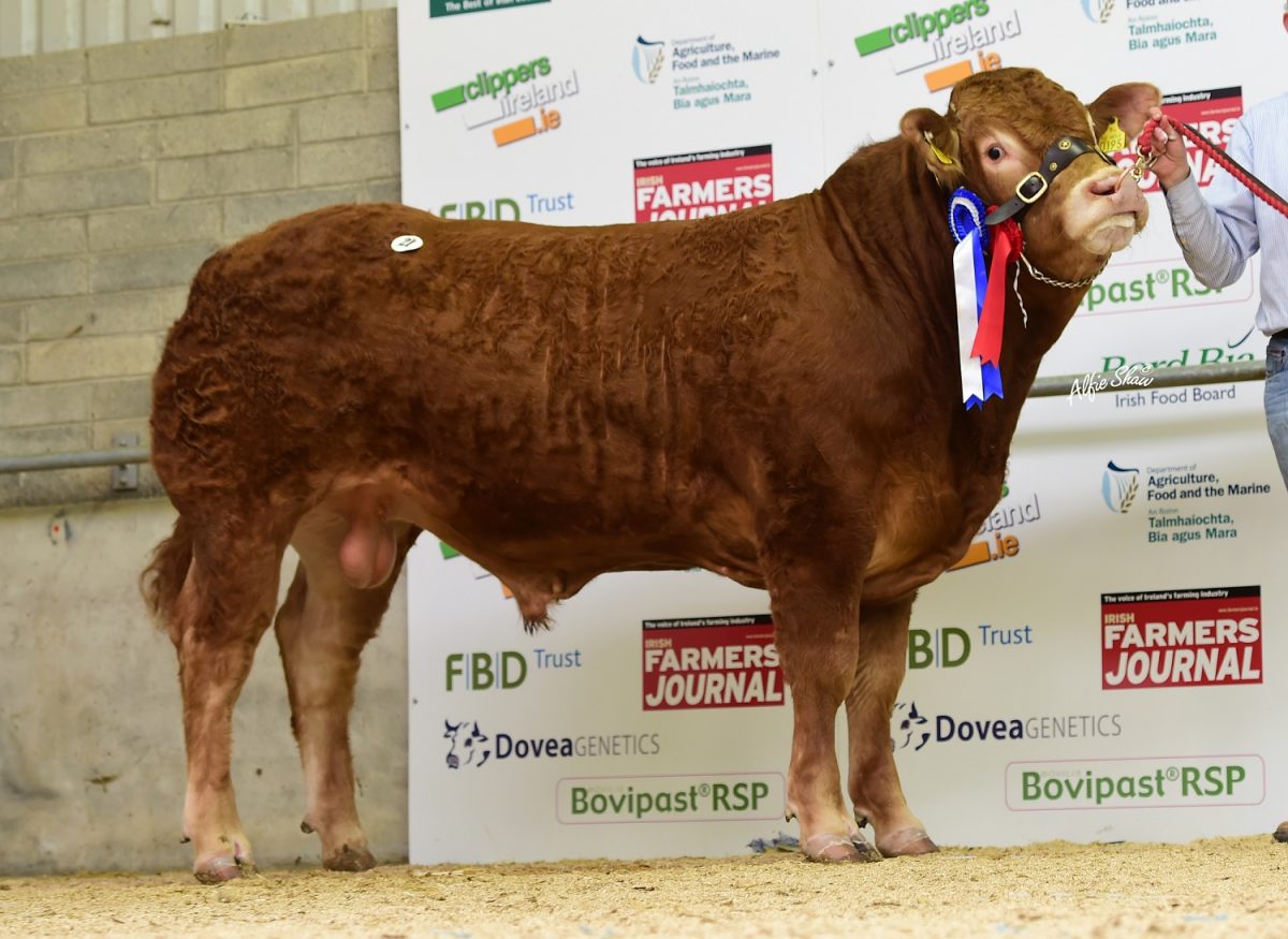 Bull Fertility Examination - Irish Limousin