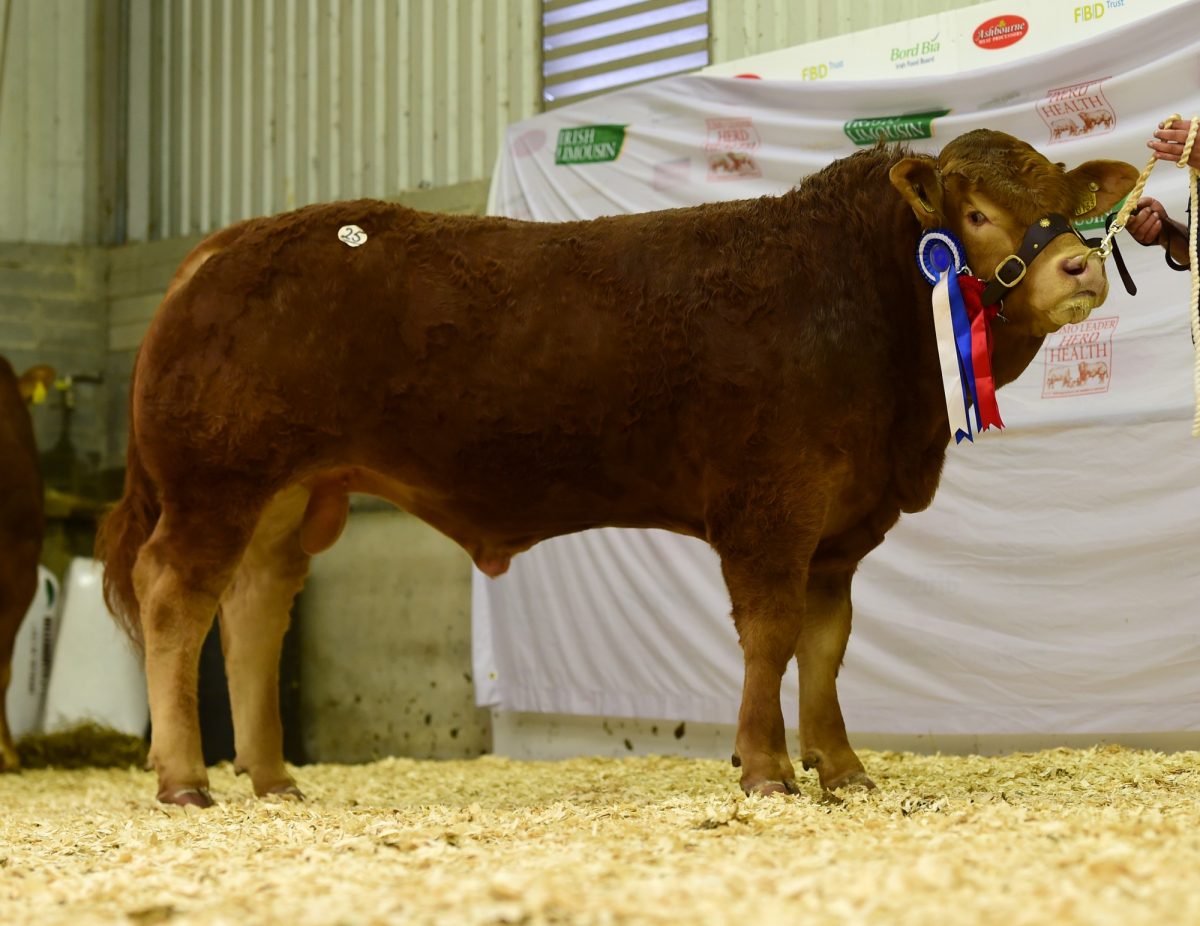 Mayo bull Logrea Mr. Muscle tops May Premier sale - Irish Limousin