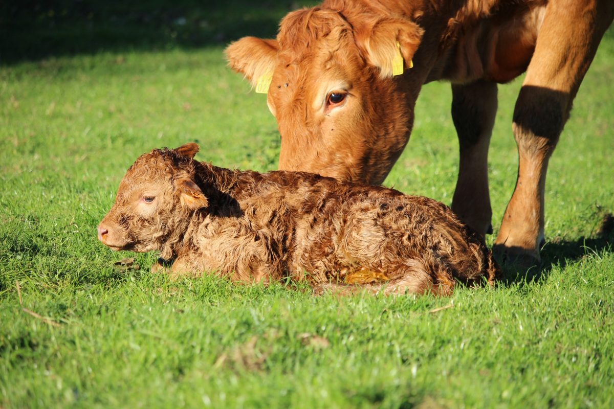 2020 Born calves names begin with R - Irish Limousin