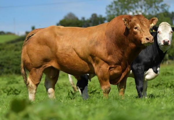 WATCH ELPHIN PREMIER LIMOUSIN BULL SHOW HERE! - Irish Limousin