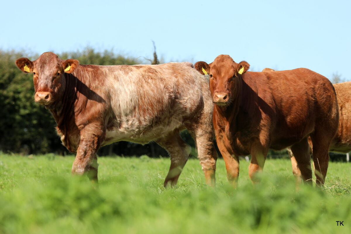 Exclusive: Research indicates Limousin cattle have lowest daily methane ...