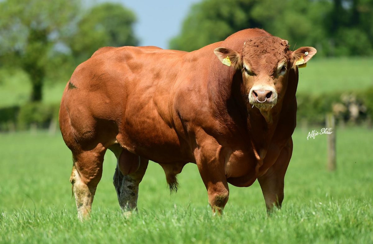 ATHENRY BULL SHOW & SALE CATALOGUE NOW AVAILABLE - Irish Limousin