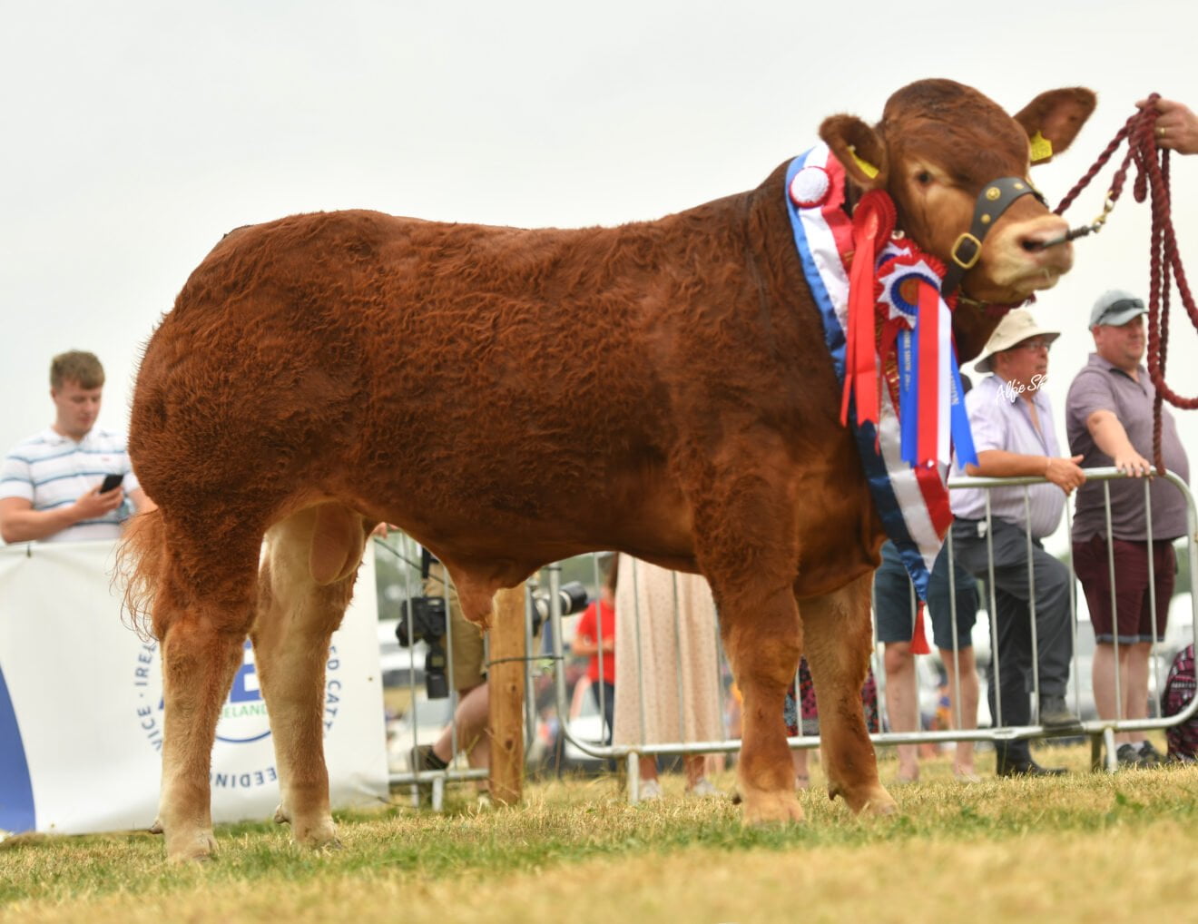 Pics: Full report from the Limousin ring at Tullamore Show 2022 - Irish ...