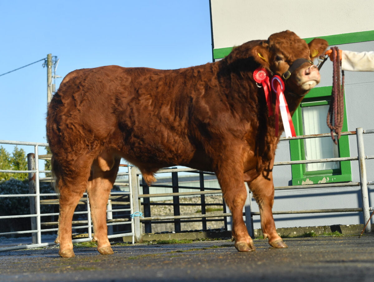 Bulls sell to a top of €4,600 at final show and sale of 2022 - Irish ...