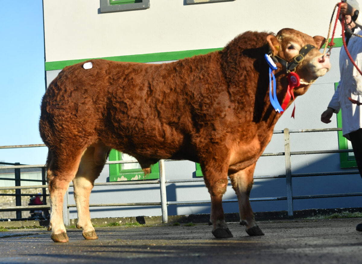 Bulls sell to a top of €4,600 at final show and sale of 2022 - Irish ...