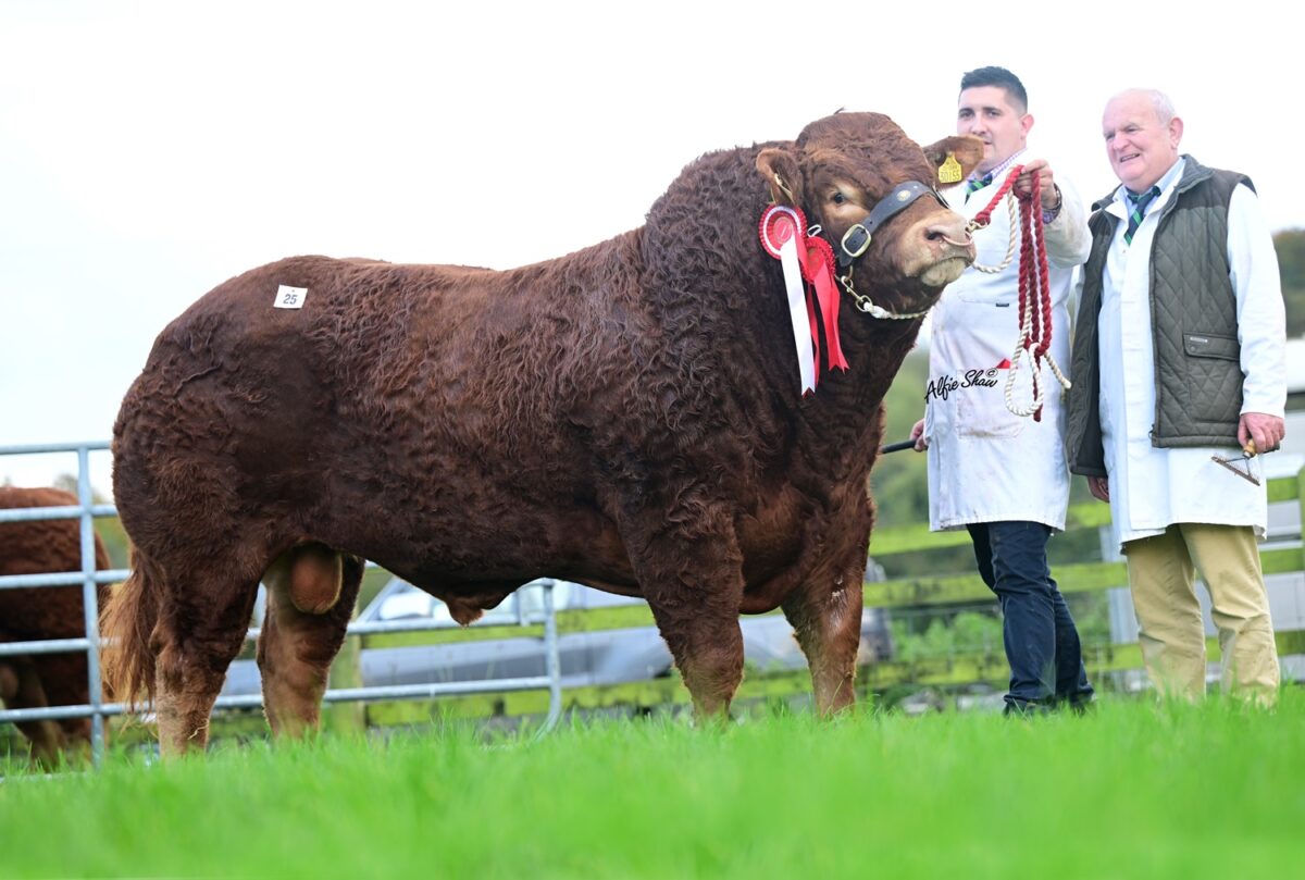 Carrefour Turbo leads the charge at Premier show and sale - Irish Limousin
