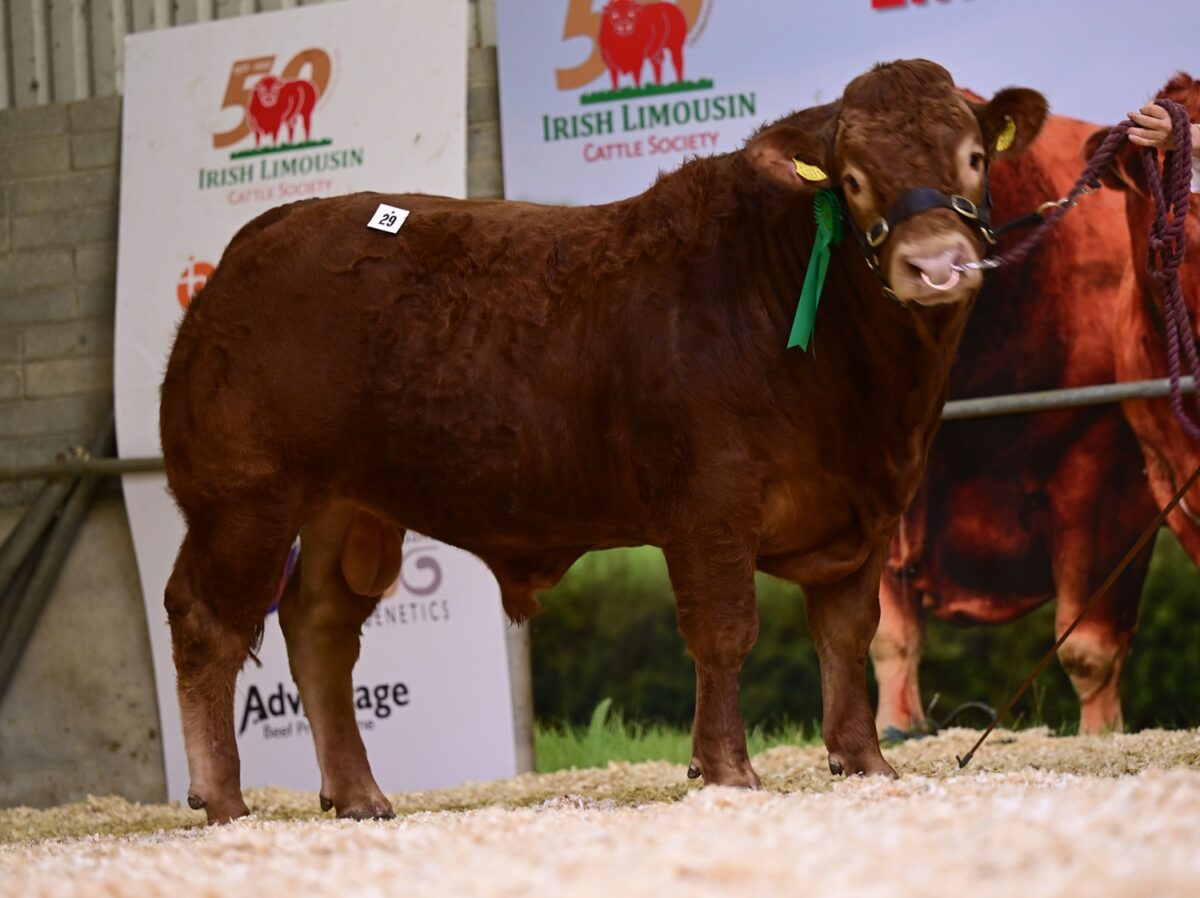 Carrefour Turbo leads the charge at Premier show and sale - Irish Limousin