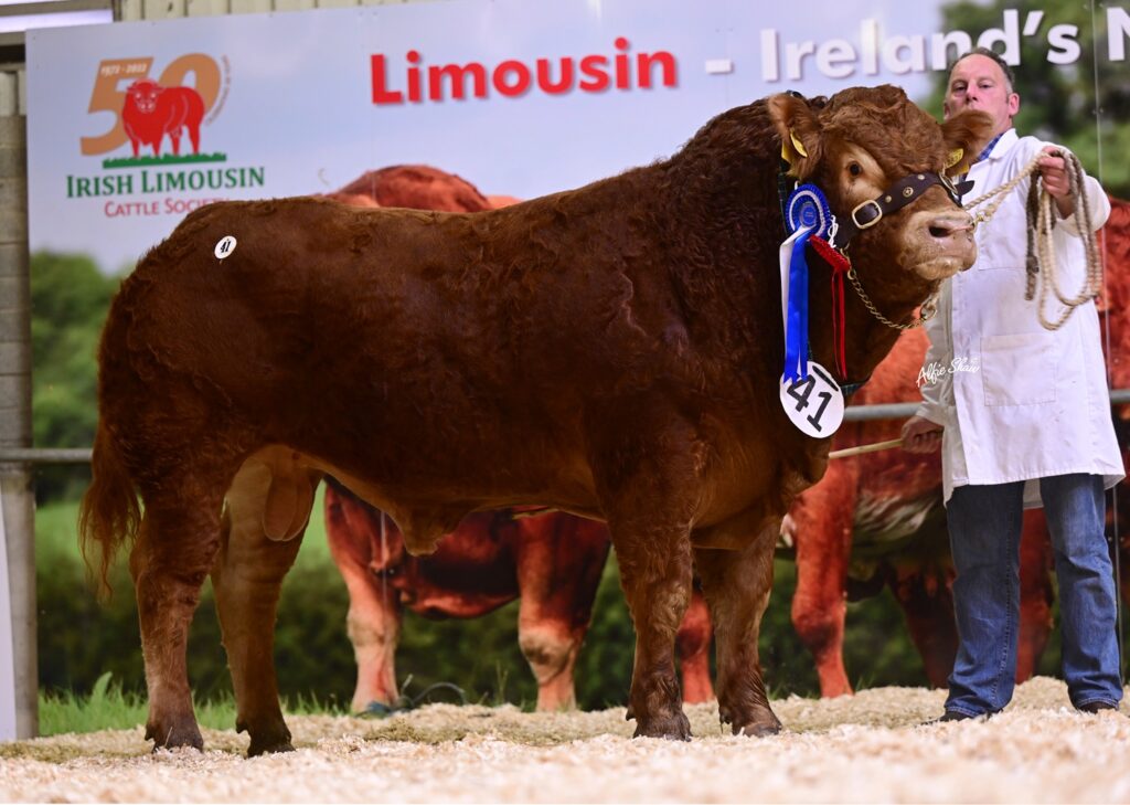 Carrefour Turbo leads the charge at Premier show and sale - Irish Limousin