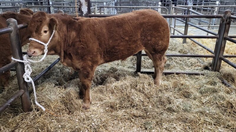 Ampertaine Foreman daughter Lisnacrann T Fuschia is leading lady in ...