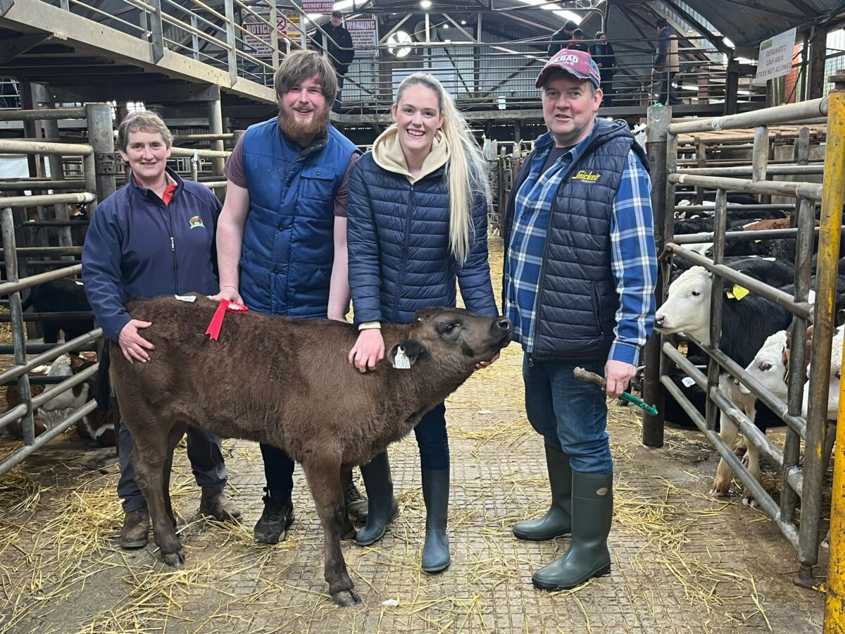 Super Duper LMX heifer calf sells for €740 at Castleisland show and ...