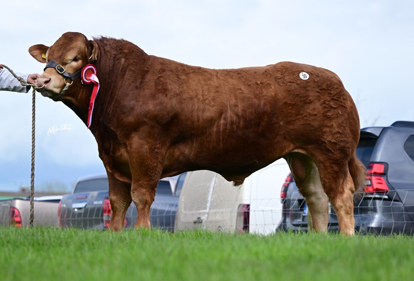 First Sale of 2026 Premier bull show and sale - Irish Limousin