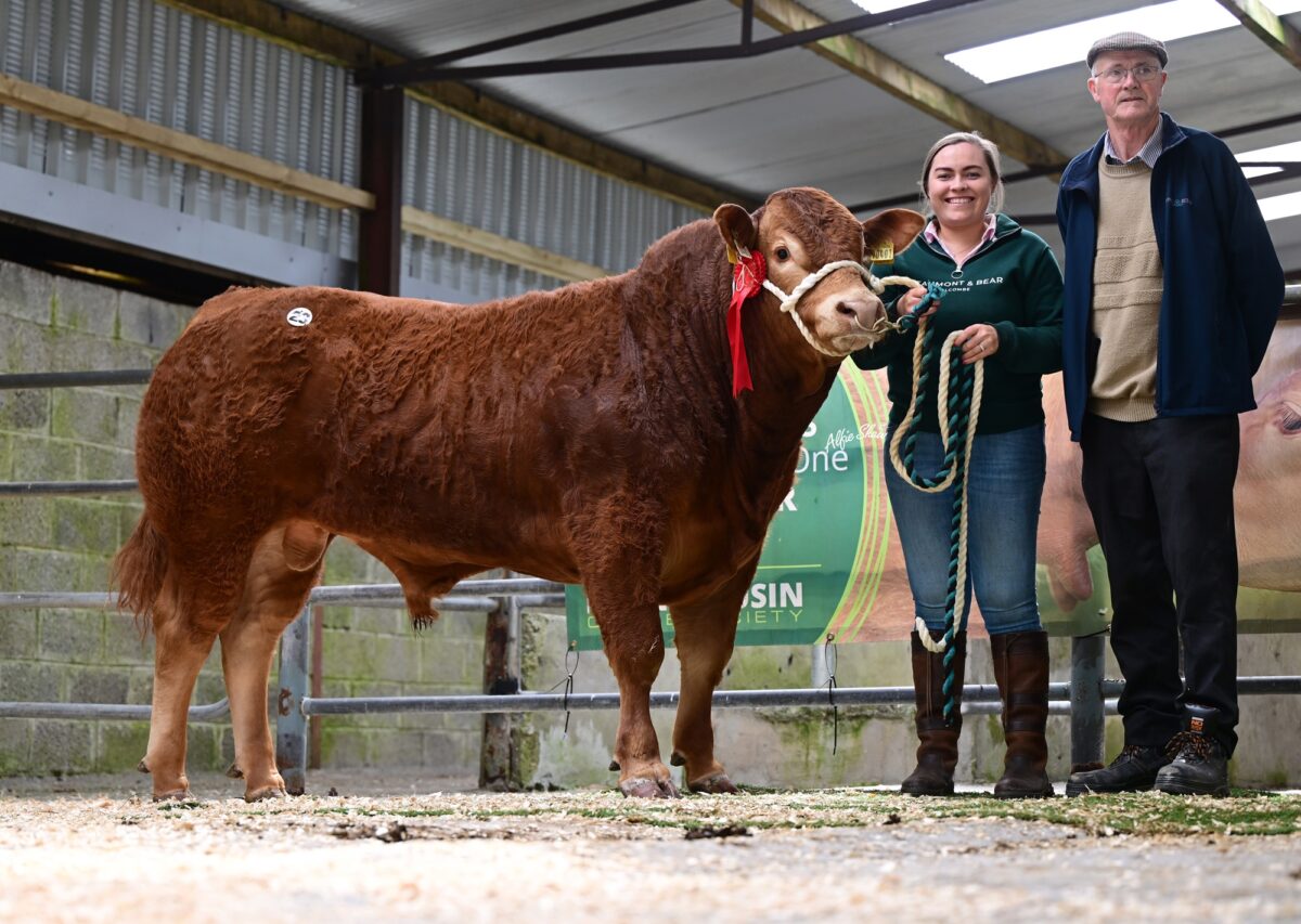 Mereside Godolphin sons lead the way at Final spring sale - Irish Limousin