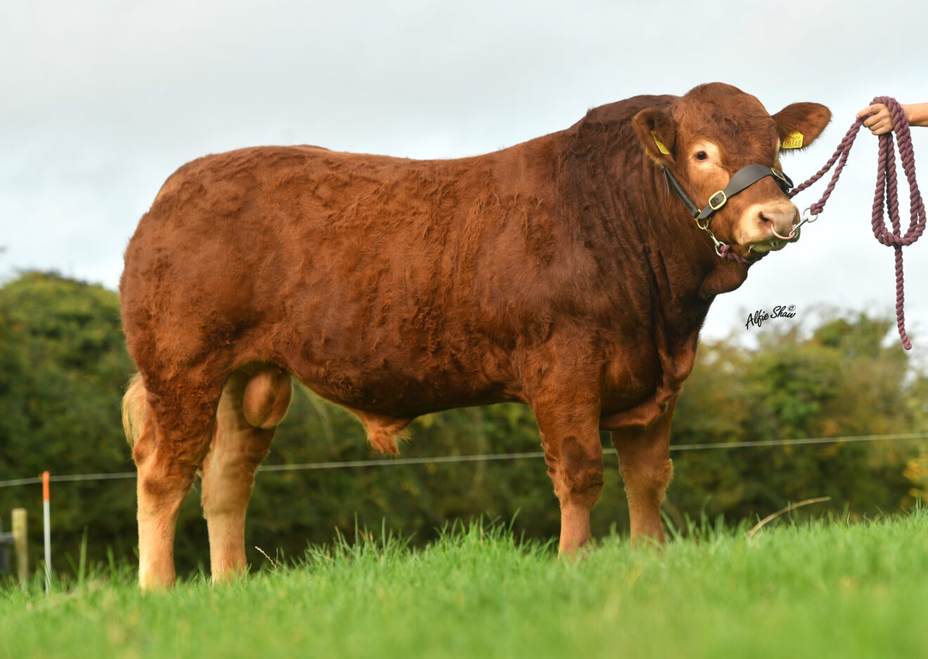 Keltic herd Production Sale - Catalogue out now - Irish Limousin