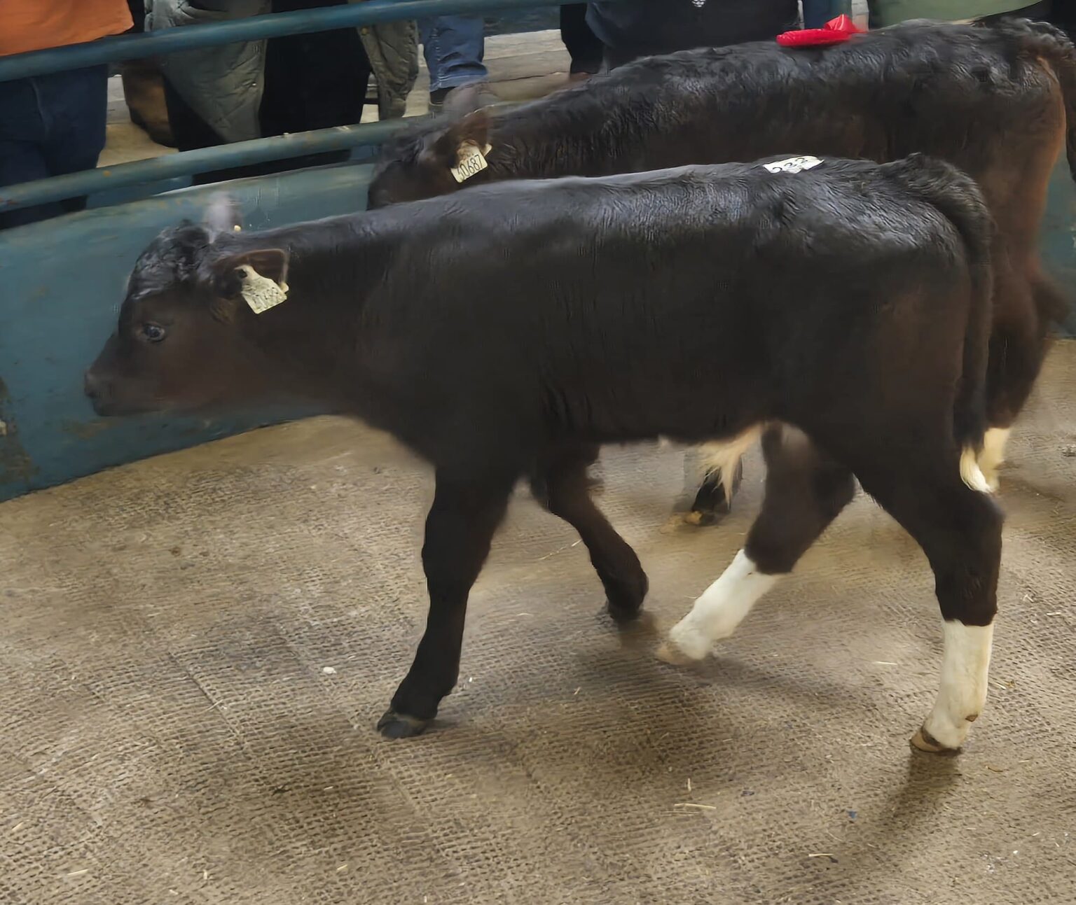 Cork club LMX calf competition 2025 - Irish Limousin